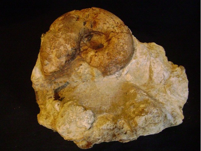 Fosil Amonit u steni