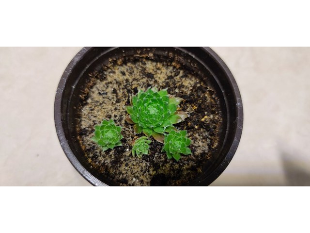 Čuvarkuća 2 (Sempervivum arachnoideum tomentosum)