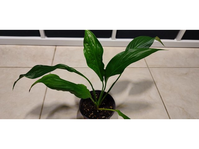 Spatifilum (Spathiphyllum `Pearl Cupido`)