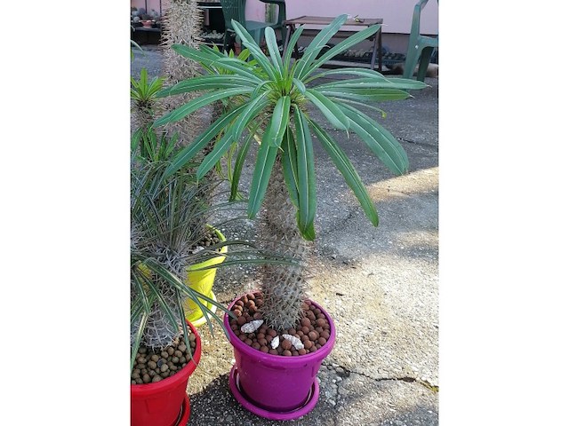 Pachypodium lamerei (Madagaskarska palma)