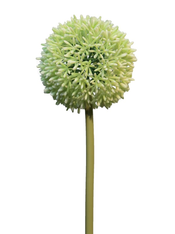 Cvet ALLIUM 68cm 11649-0 - Green - NNT