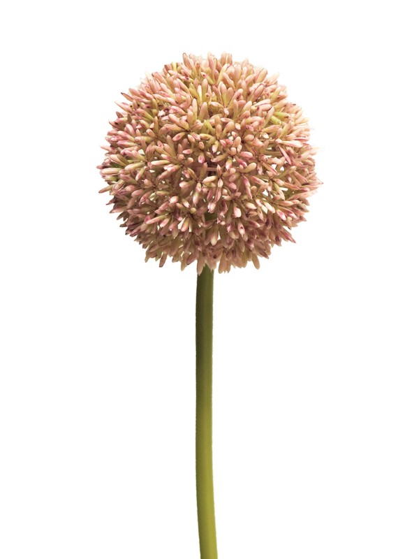 Cvet ALLIUM 68cm 11649-7 - Pink - NNT