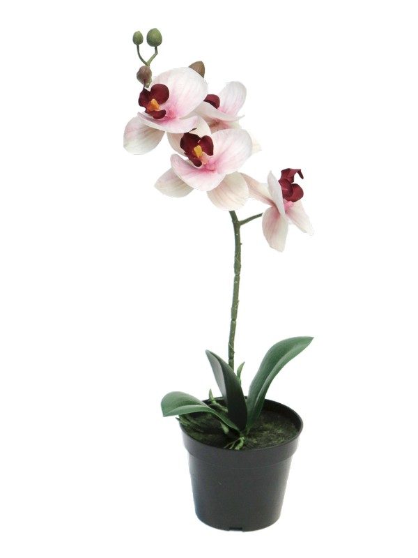 Cvet u saksiji ORCHID 35cm 51345-7 - Pink - NNT