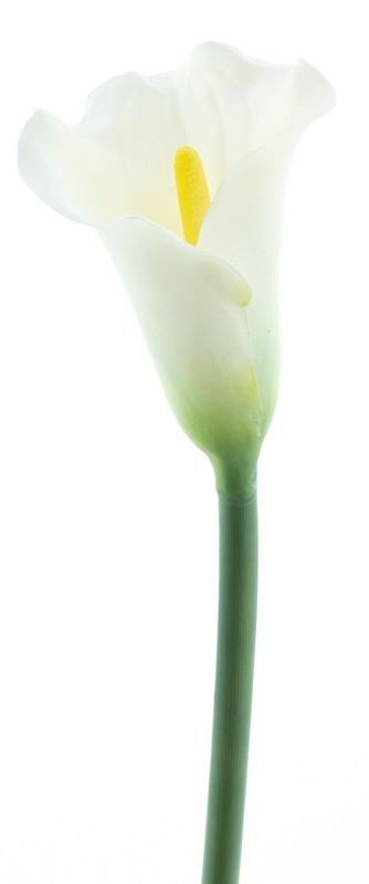 Cvet CALLA 74cm 96064-0 - White - NNT