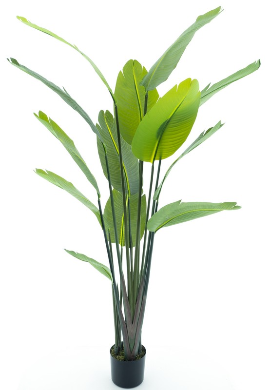 Drvo u saksiji STRELITZIA PALM 187cm 52052-1 - NNT