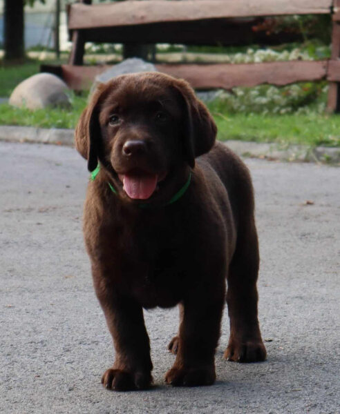 Labrador retriver čokoladno štene