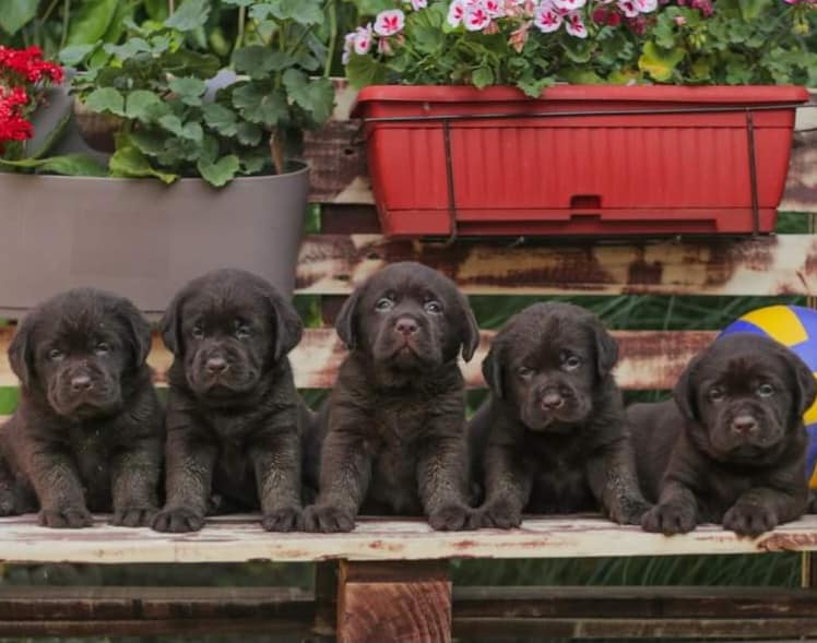 Labrador retriver stenci braon boje