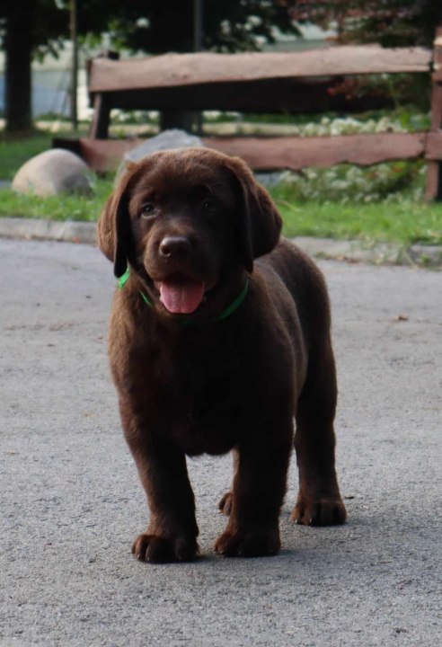 Labrador retriver čokoladno štene