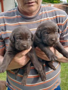 Cokoladni labradori na prodaju