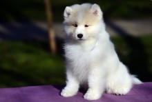 Samojed