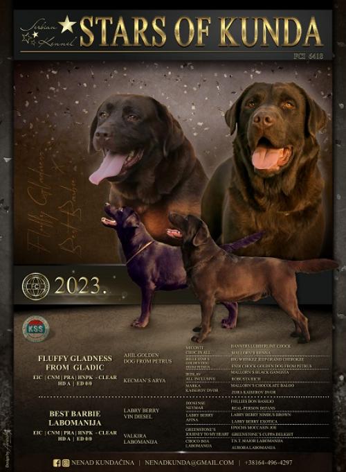 Labrador retriver stenci braon boje