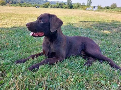 Labrador retriver