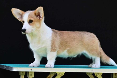 Velski korgi/Welsh Corgi Pembroke