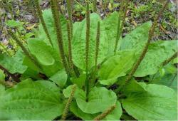 Bokvica sirokolisna (seme) Plantago major