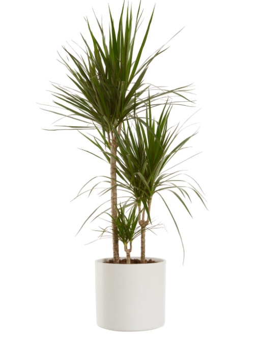 DRACAENA MARGINATA
Dracaena marginata