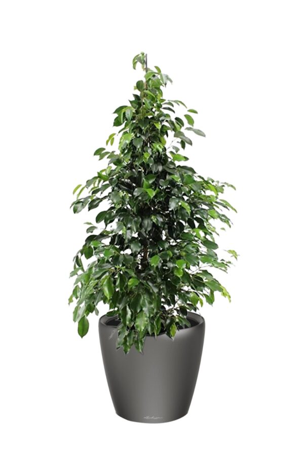 FICUS BENJAMINA
Ficus benjamina