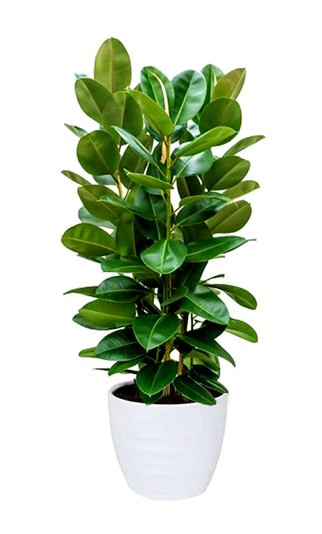 FICUS ELASTICA
Ficus elastica