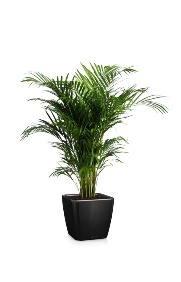 KENTSIA PALM
Kentsia palm