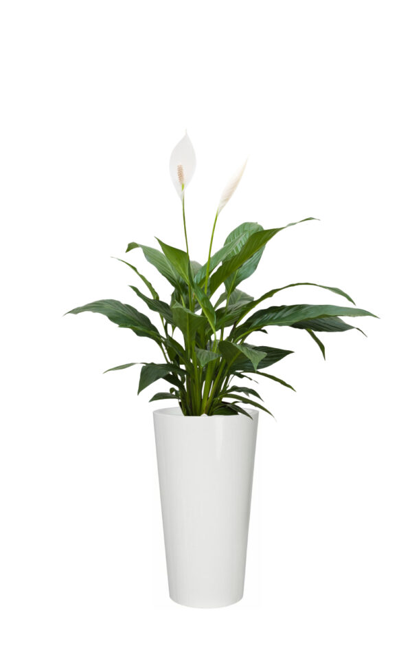 SPATHIPHYLLUM
Spathiphyllum