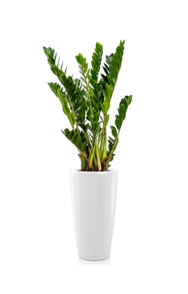 ZAMIOCULCAS ZAMIOFOLIA
Zamioculcas zamiofolia