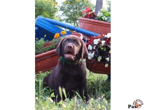 Labrador retriver