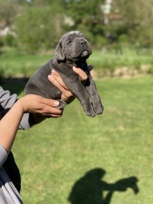 Cane corso kane korso