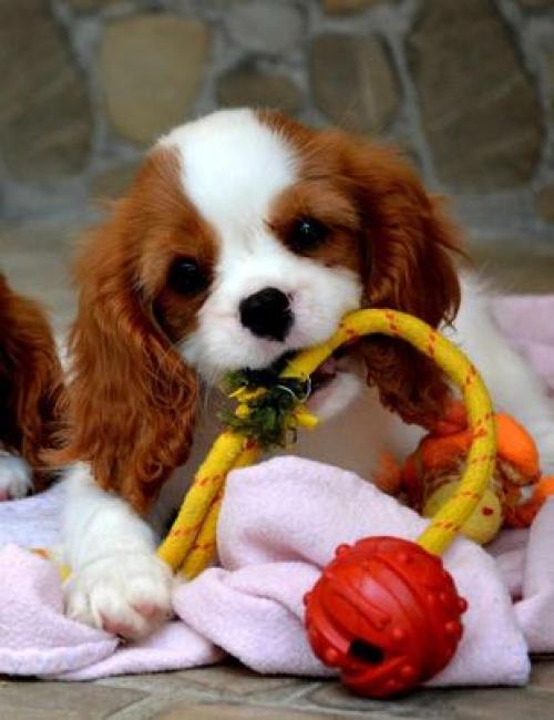 Cavalier King Charles španiel - blenheim