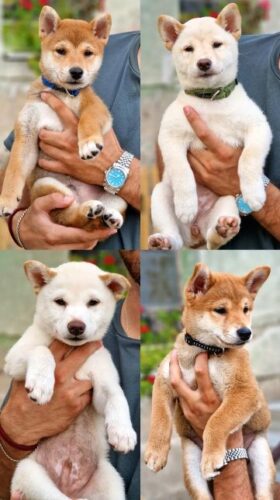 Shiba Inu prelepi štenci