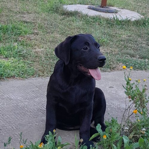 Labrador Retriver