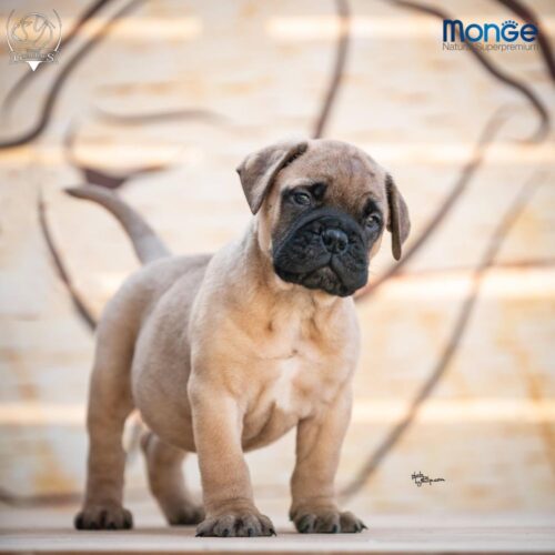 Home of Guardians – bullmastiff kennel