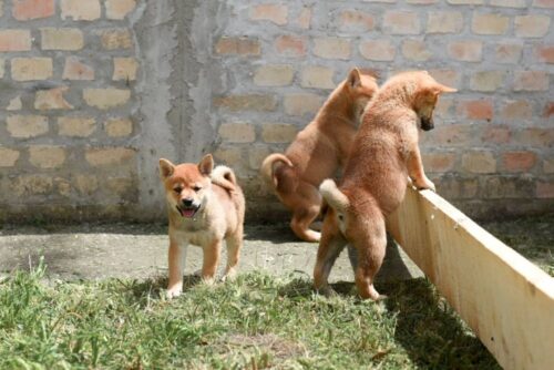 Shiba Inu stenci