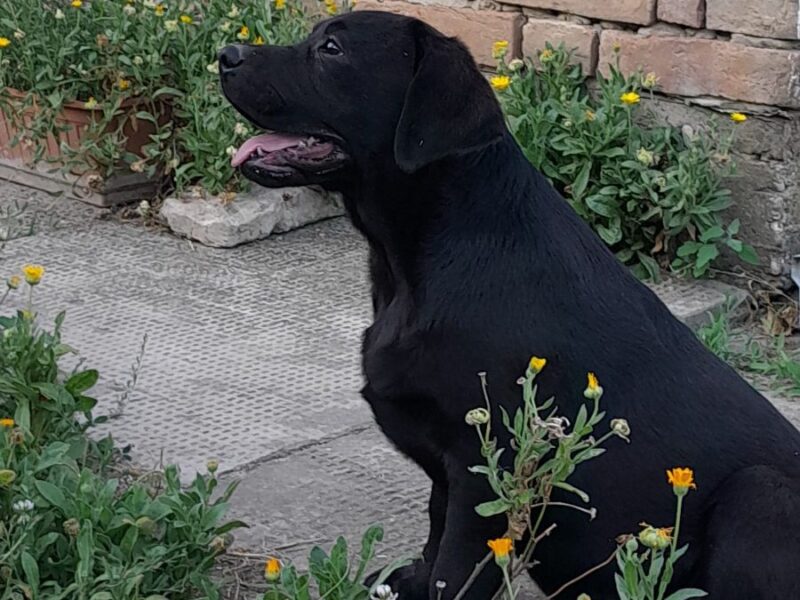 Labrador stene