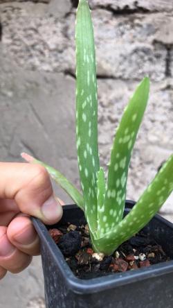 Sukulent Aloe sp.