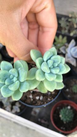 Sedum Paseo