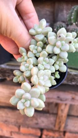 Sukulent Graptopetalum Mendozae