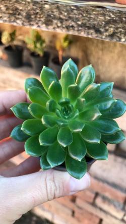 Sukulent Echeveria Ron evans