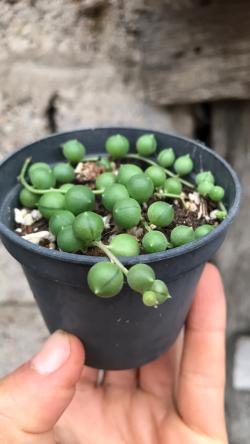 Senecio rowleyanus - String of pearls