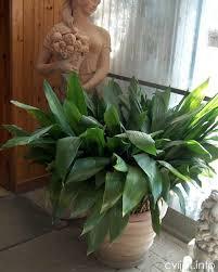 aspidistra