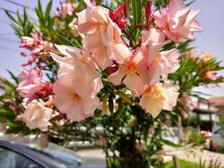 OLEANDER, DUPLI CVET* - SADNICA