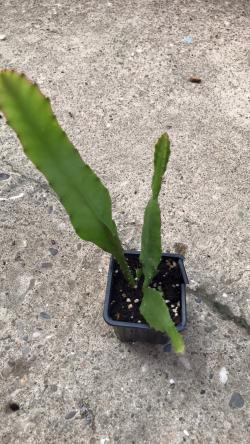 Epiphyllum sp. , lisnati kaktus