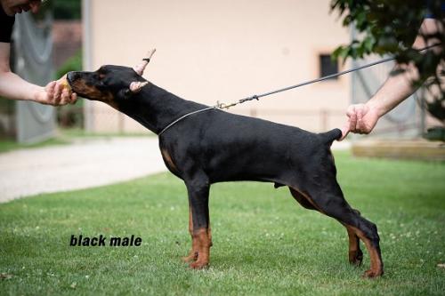 Doberman štenad