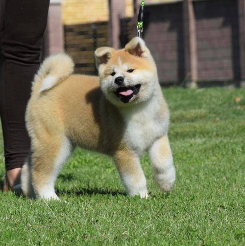 Japanska Akita, muško štene