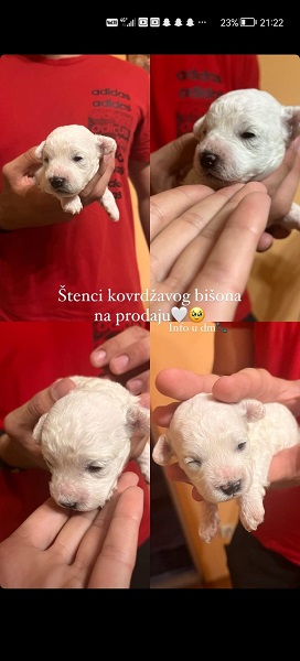 Bebe kovrdžavog bišona