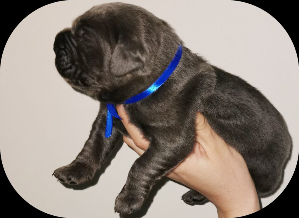 Cane Corso štenci – šampionsko poreklo