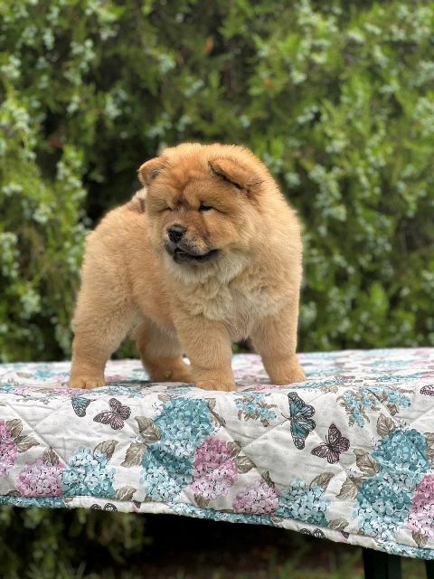 Cau Cau (Chow Chow) stenci