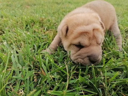 Shar pei – šar pej štenci