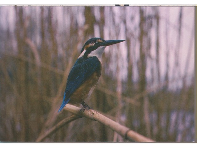 CARSKA BARA / VODOMAR (alcedo atthis) - perfekT