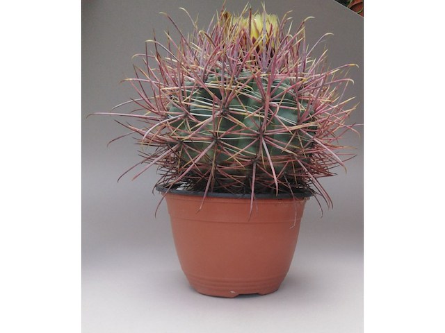 Kaktus Ferocactus viridescens