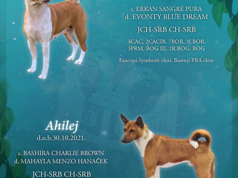 TOP stenci Basenji