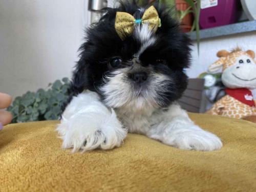 Predivni štenci Shih Tzu